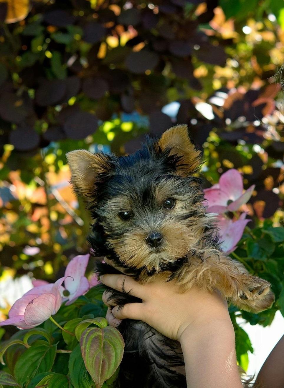 Yorkie Dog Names: Best Male & Female Yorkshire Terrier Names - Potty Buddy™
