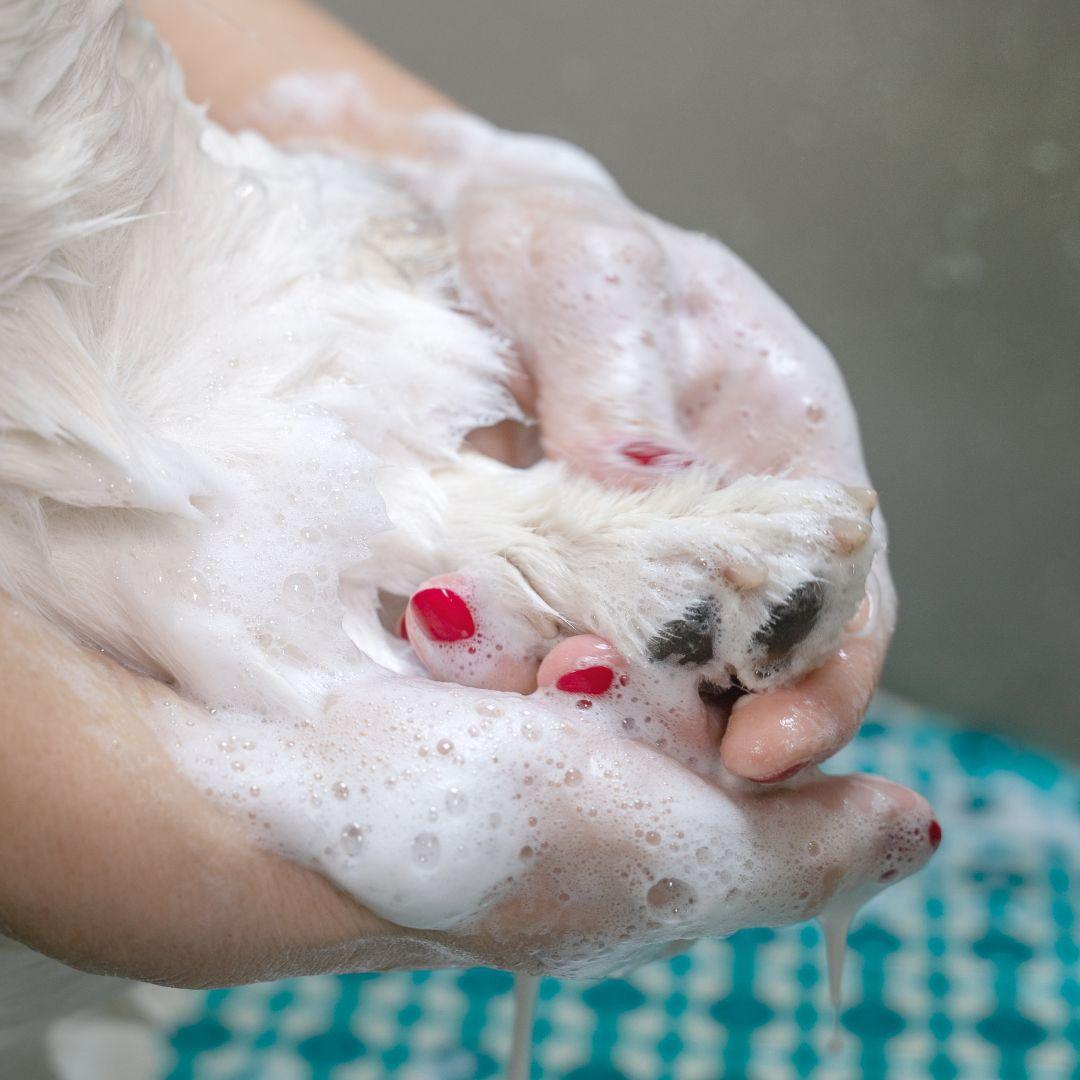 How to Clean Dog Paws After Walks & Before Coming Inside – Potty Buddy ...