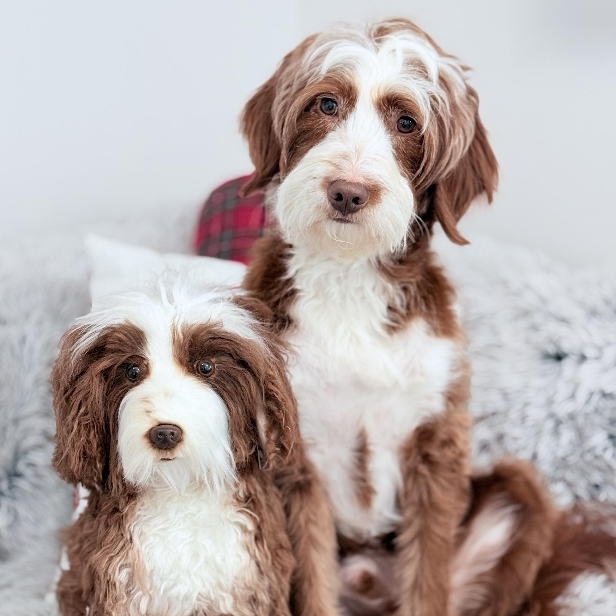 Donations - Cuddle Clones