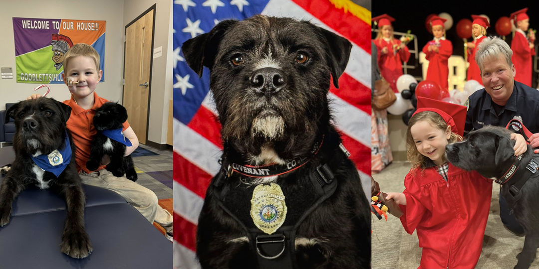Project K-9 Hero’s Sgt. Bo Named 2025 American Humane Hero Dog of the