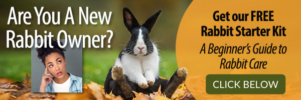 9 Common Health Issues in Rabbits