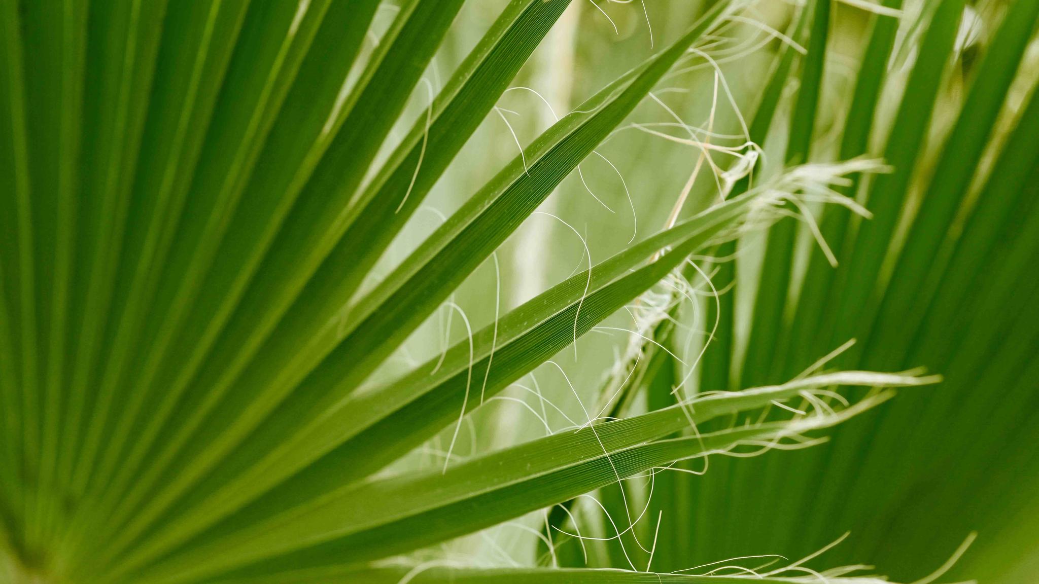 Prostate Flow – Natures Pure Blend