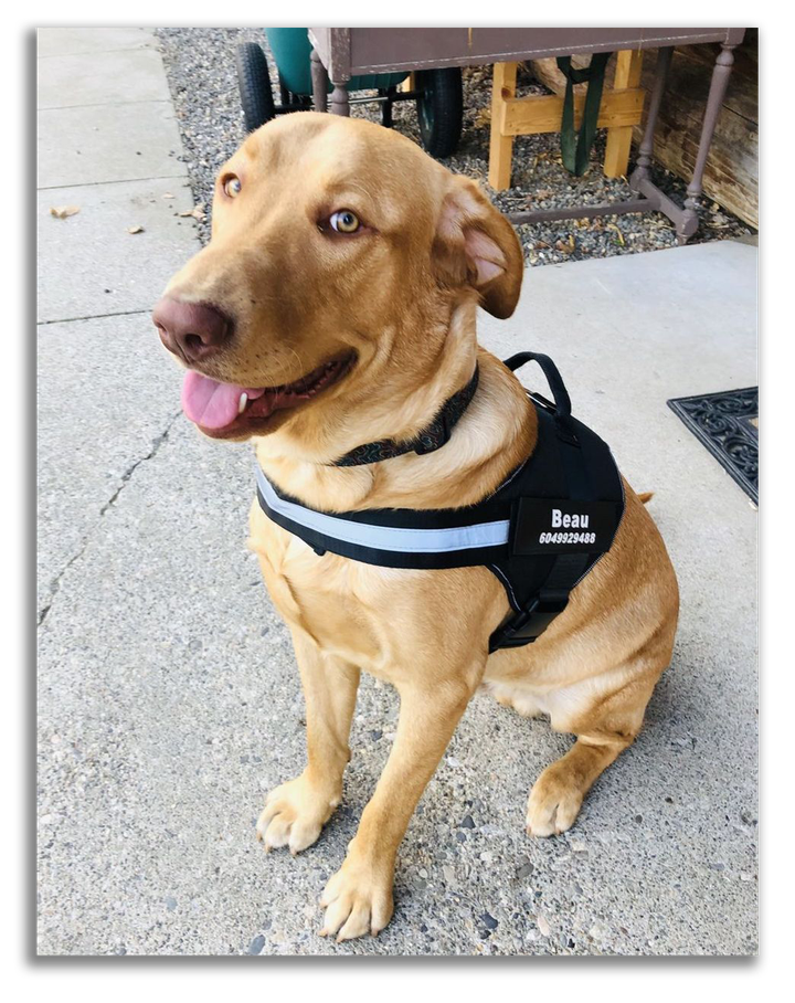 TrueHarness™ - The Personalized No-Pull Dog Harness