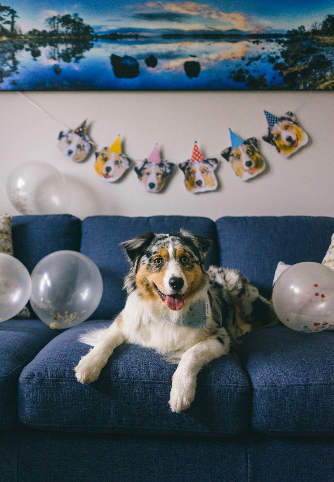 Best Australian Shepherd Dog Names: 300+ Cute, Cool, Male & Female Name ...