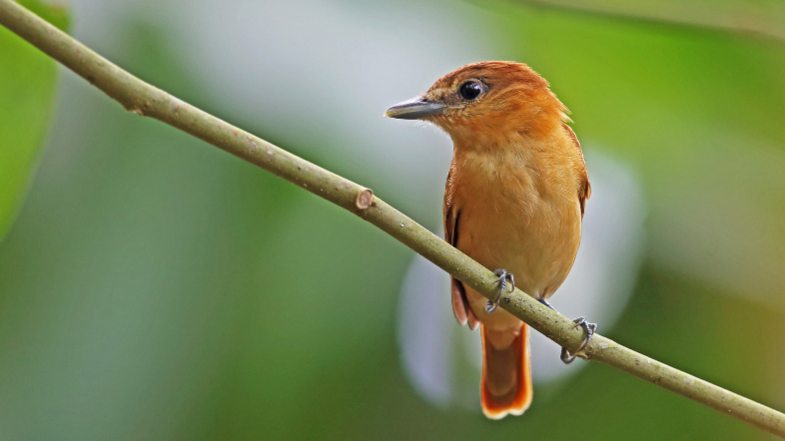 Cinnamon-Named Birds and Their Surprising Role in Sustainable Coffee F