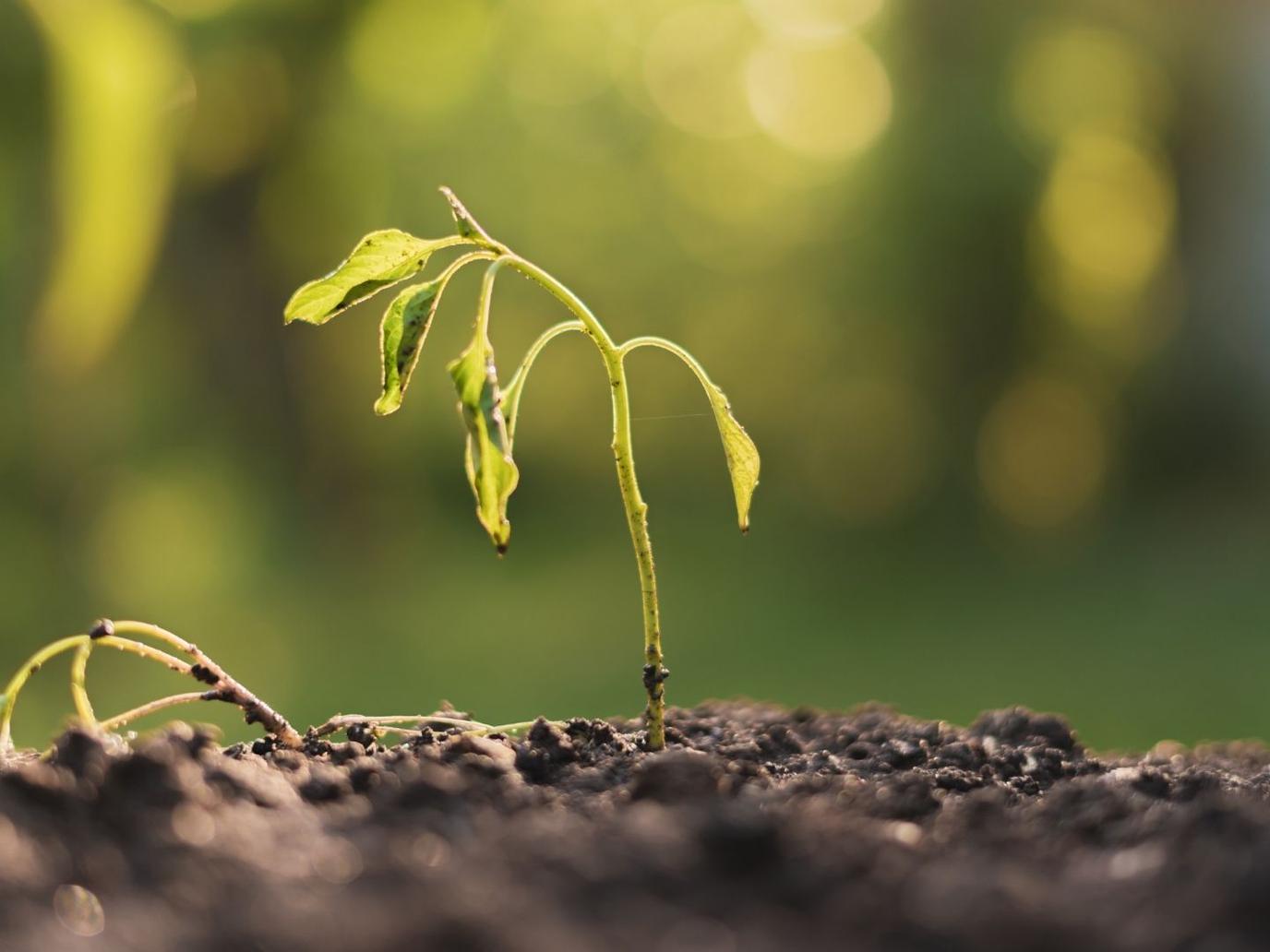 Premium Humus Powder for Enhanced Soil Fertility | NGI institute ...