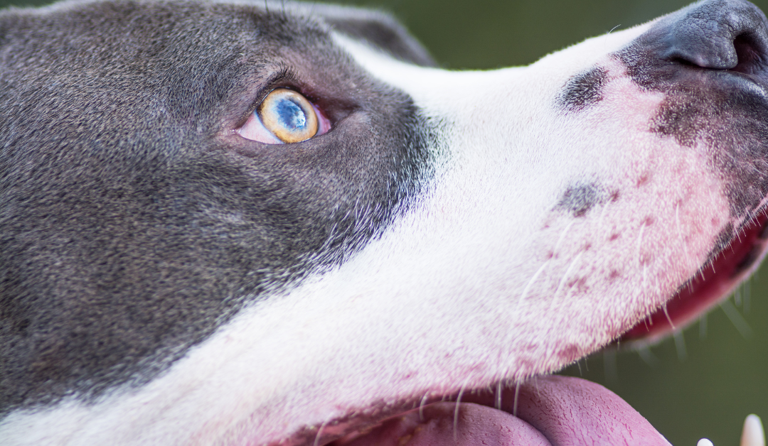 Why Pit Bulls Suffer from Itchy Skin. The Genetic Truth