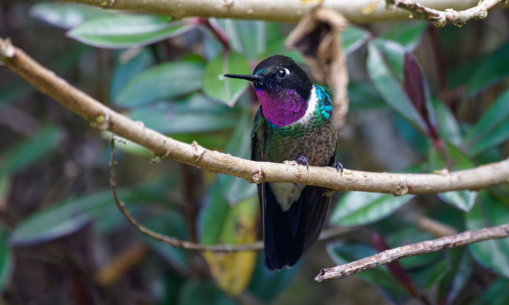 Coffee Farm Birds | How Shade-Grown Coffee Supports Bird Conservation