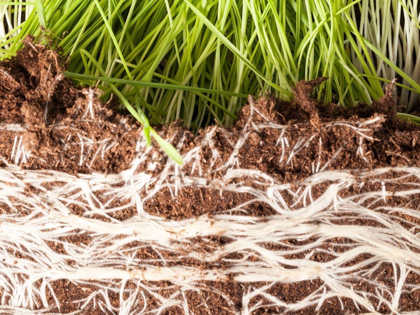 ViAGrow Powder & Granules – Natural Growth Institute