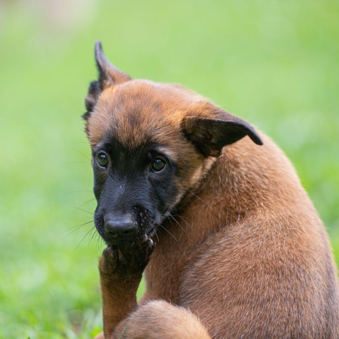 How to Clean Dog Paws After Walks & Before Coming Inside – Potty Buddy ...