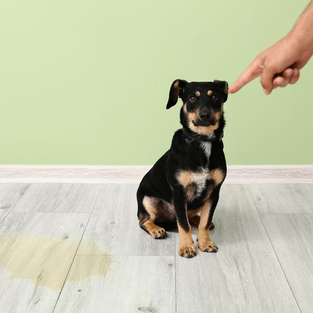 Why Does My Puppy Pee Inside After Being Outside? – Potty Buddy - Potty Buddy™