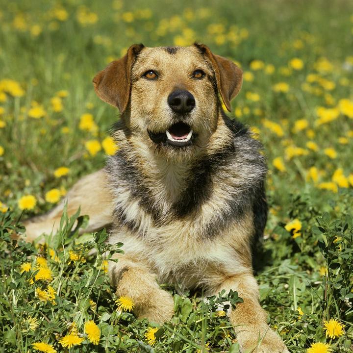 An Introduction to Stud Dogs - Potty Buddy™