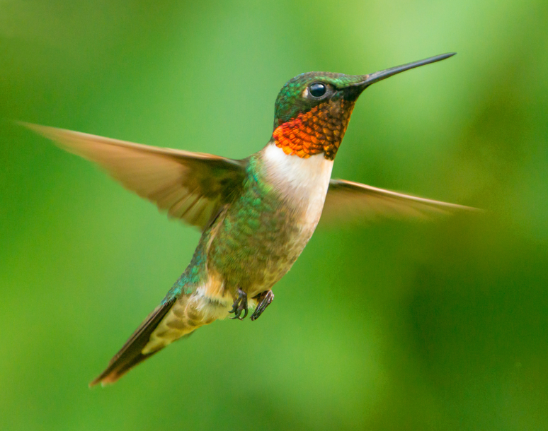 Smithsonian Bird Friendly Certified Coffee