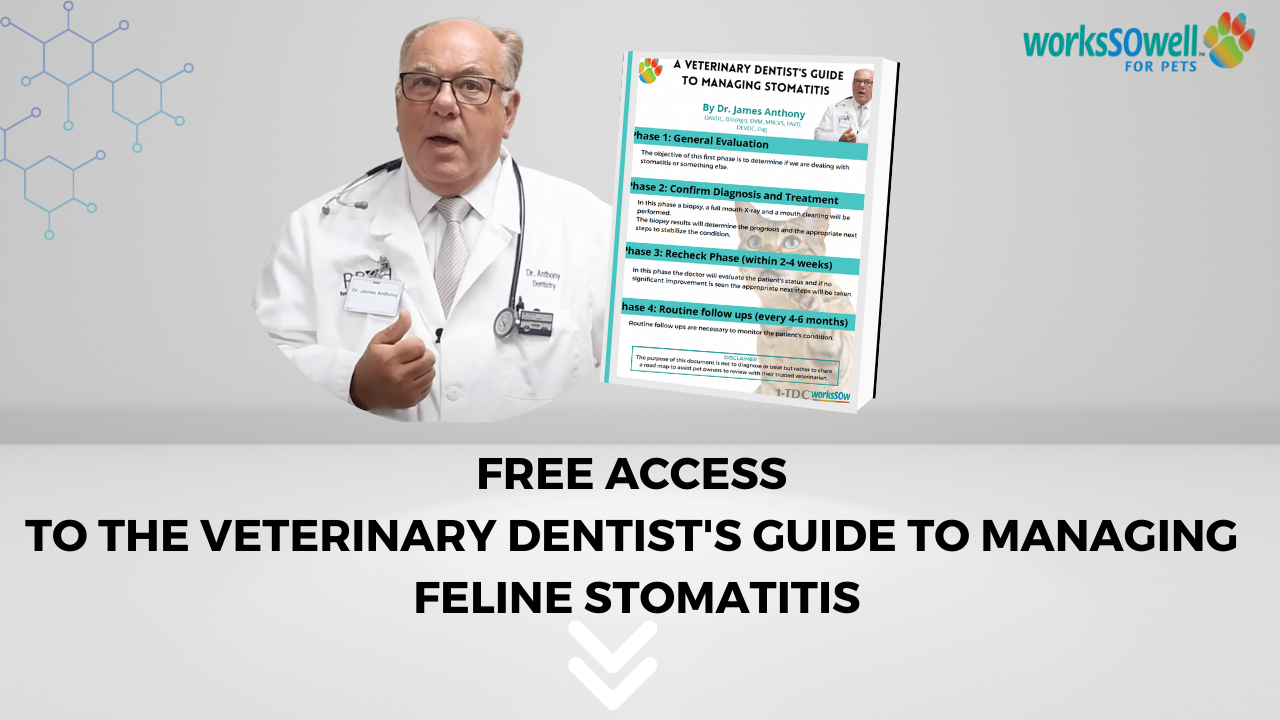 Feline Stomatitis Veterinary Dentist's Guide