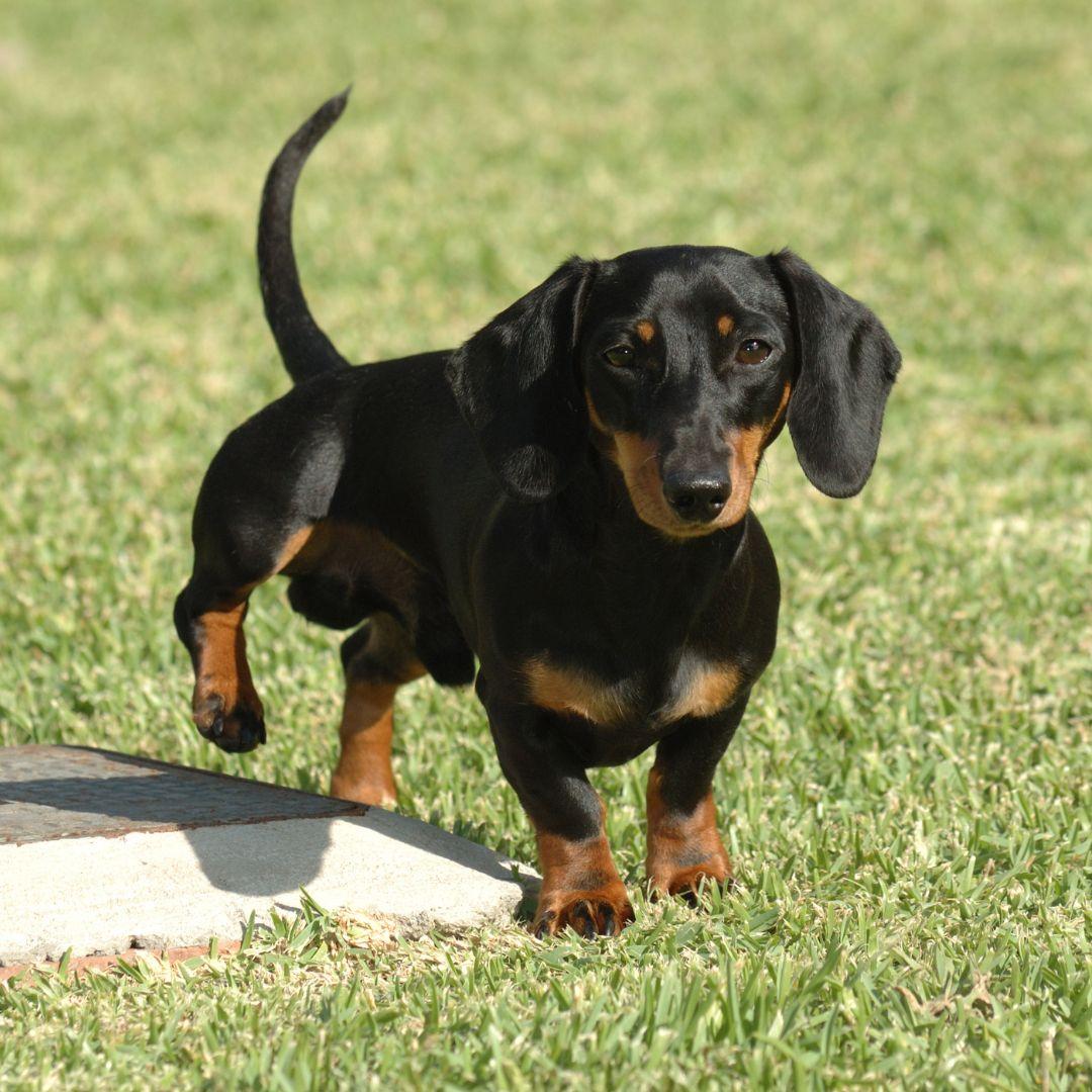 How to Teach Your Dog to Lift His Leg When Peeing? | Potty Buddy ...