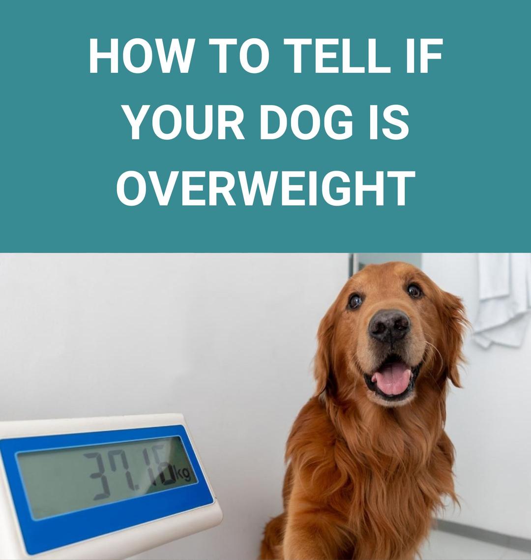 How to Tell if Your Dog Is Overweight - And What to Do About It - Potty ...