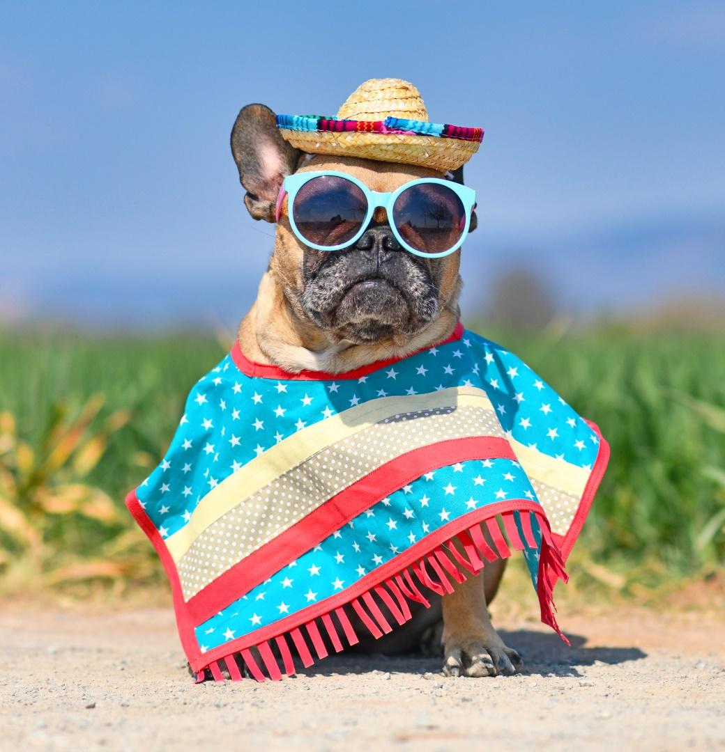 Mexican Dog Names: 300+ Best Names for Male & Female Puppies - Potty Buddy™