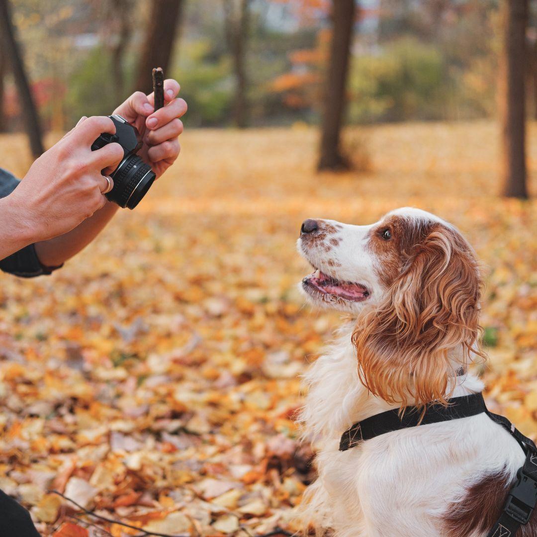 Dog Photo Tips: How to Take the Perfect Photo of Your Pup - Potty Buddy™