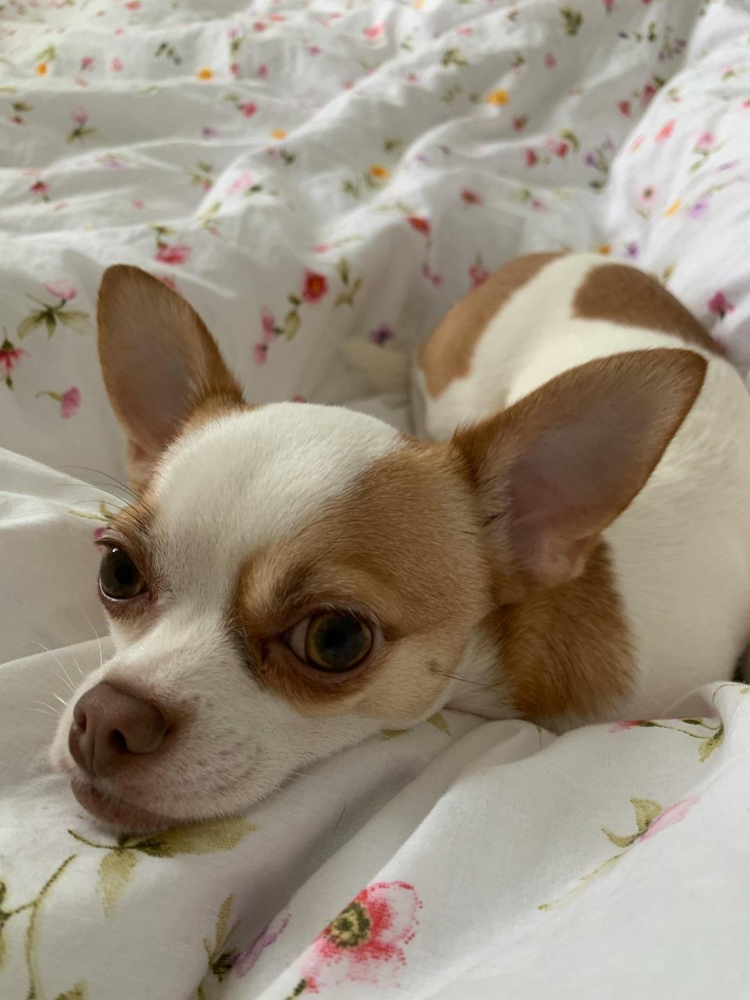 Chihuahua Dog Names: Best Male & Female Chihuahua Names - Potty Buddy™