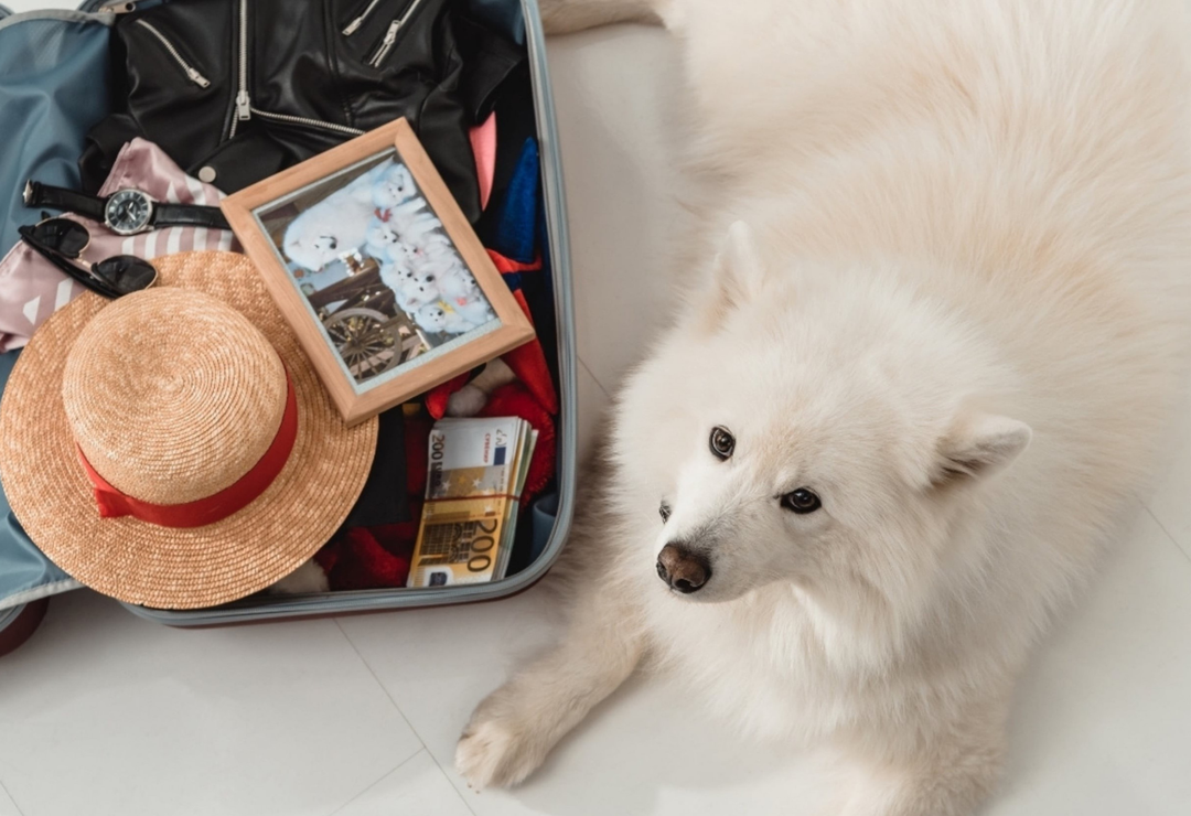 The Essential Dog Travel Kit List - Potty Buddy™