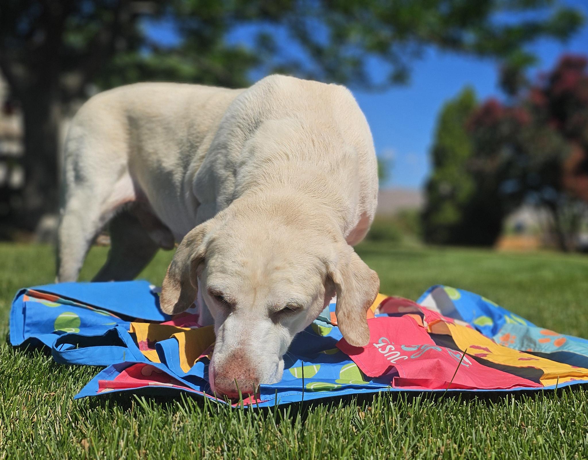 Dog Snuffle Mat for Dogs | The Busy Blanket | Foraging Sniff Toy