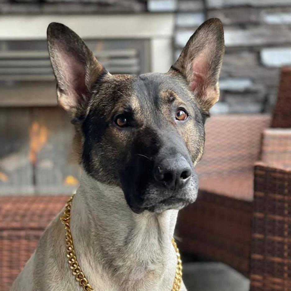K-9 Arlo – Project K-9 Hero