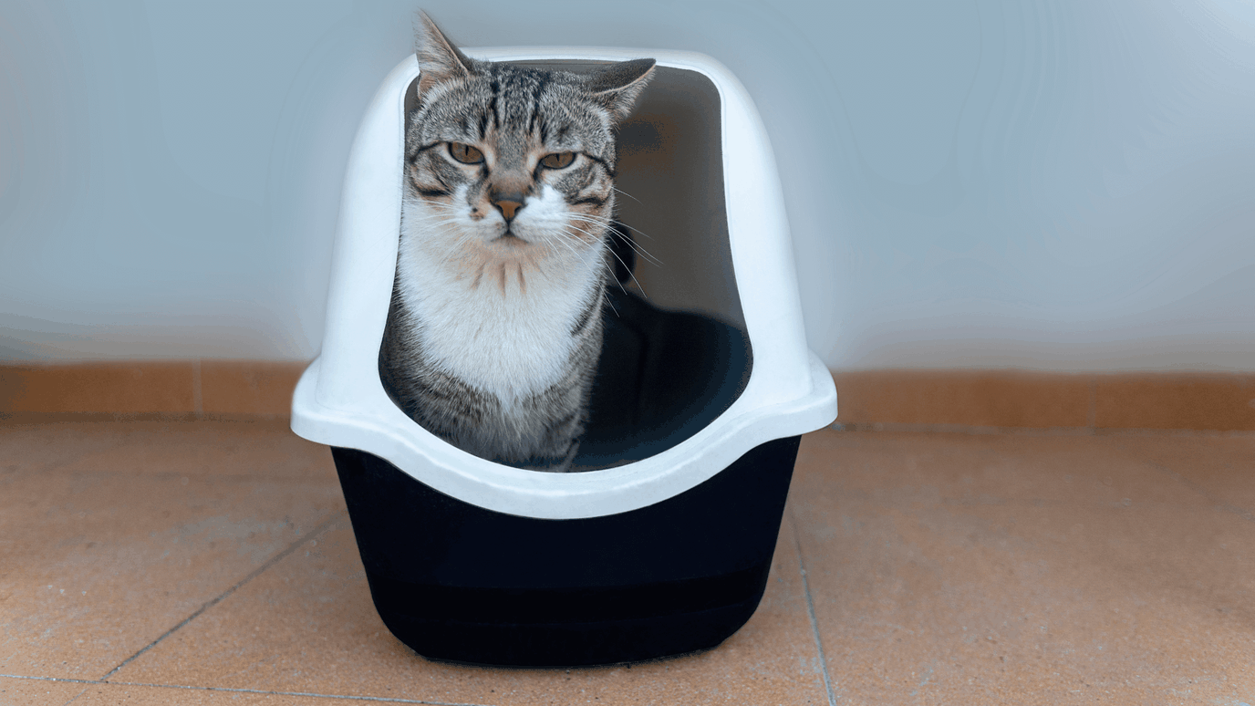 How to Litter Train an Adult Cat – Door Buddy