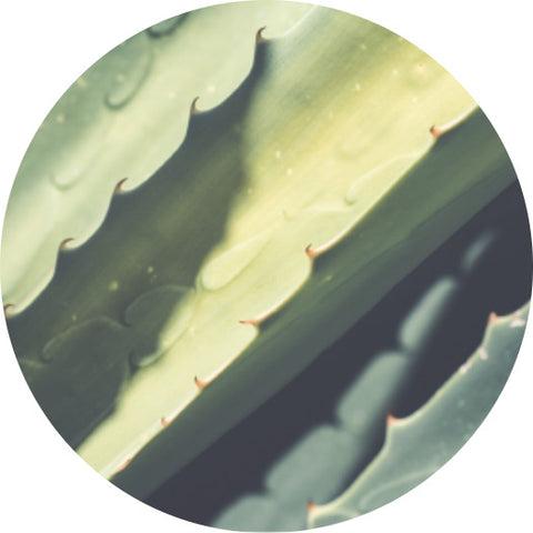 Cherry Chestnut Launch