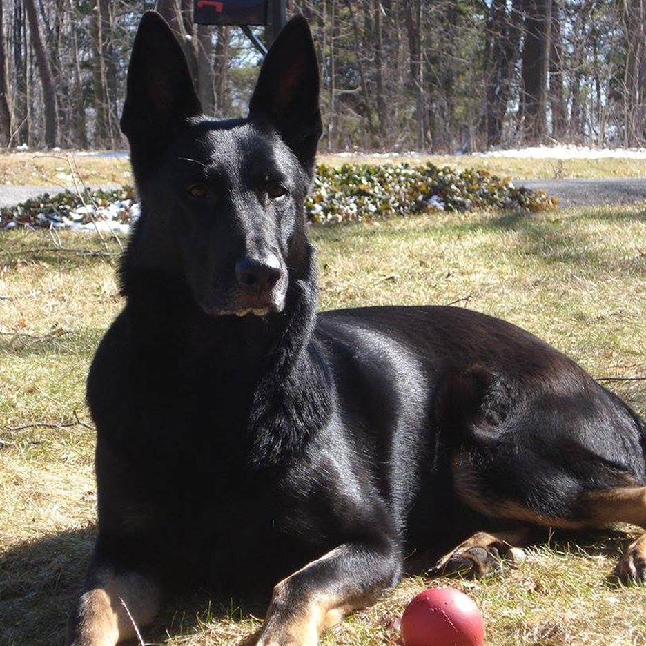 K-9 Rio – Project K-9 Hero