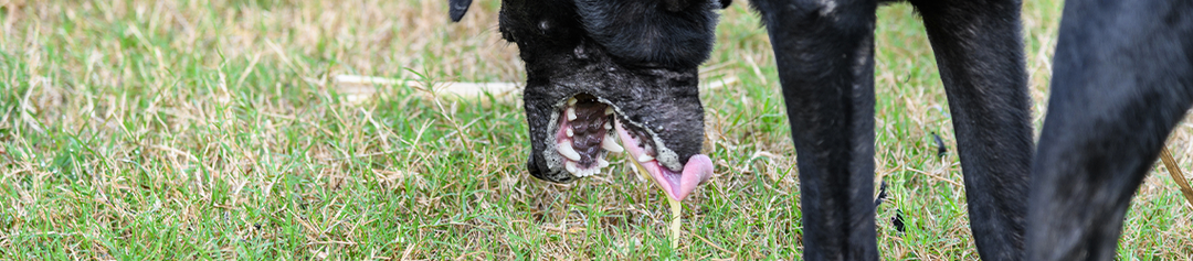 Povraćanje kod pasa: uzroci, simptomi i liječenje – Apipet