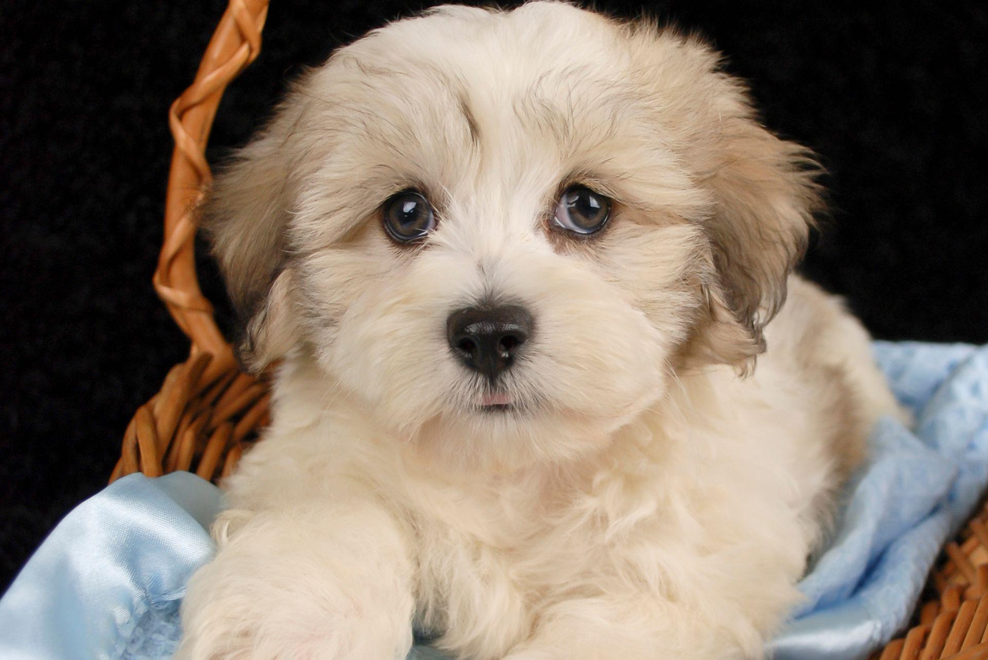 Maltipoo Dog Breed Information & Characteristics - Potty Buddy™