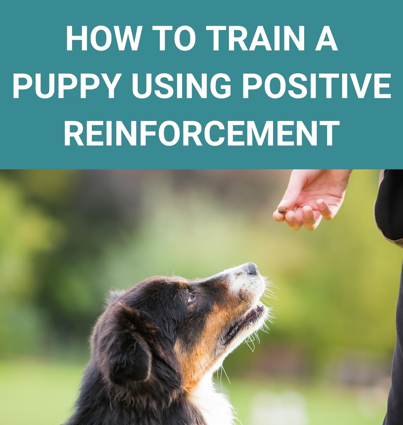 How To Train A Puppy Using Positive Reinforcement - Potty Buddy™