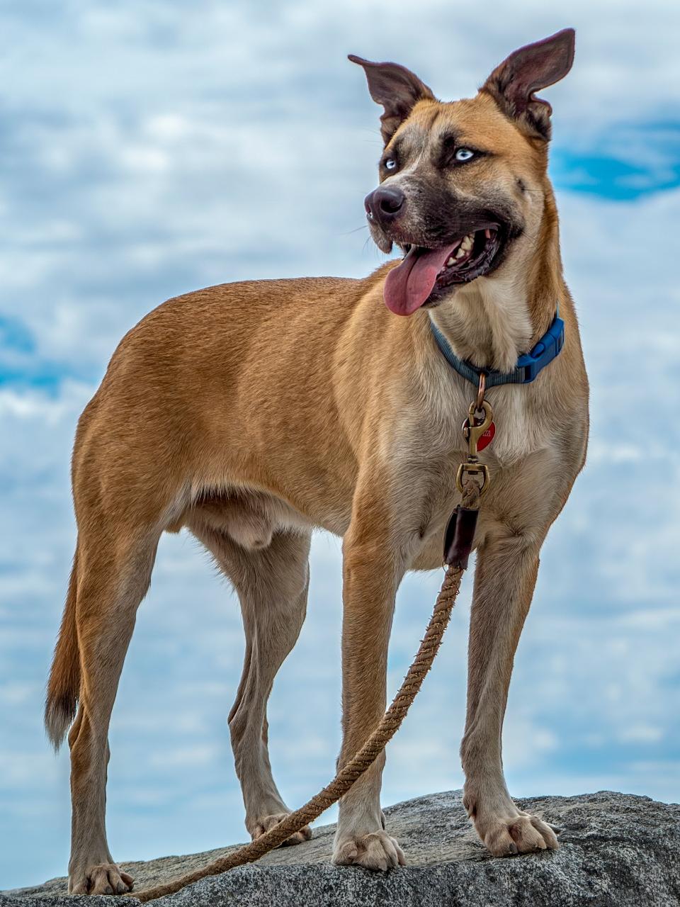 Prostatitis in Dogs – Symptoms, Causes, Diagnosis & Treatment - Potty ...