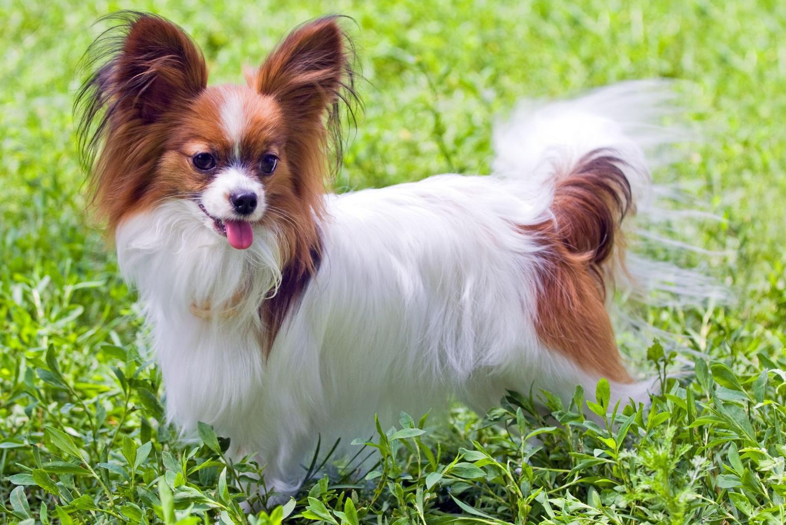 Papillon Dog Breed Information and Characteristics - Potty Buddy ...