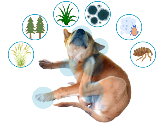 The 7 Most Common Environmental Allergies in Dogs (and how to prevent
