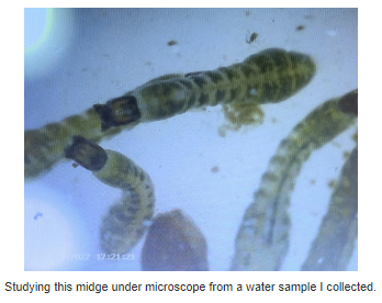 Chironomids by Togens Pro Staff, Cat Toy copy – Togens Fly Shop