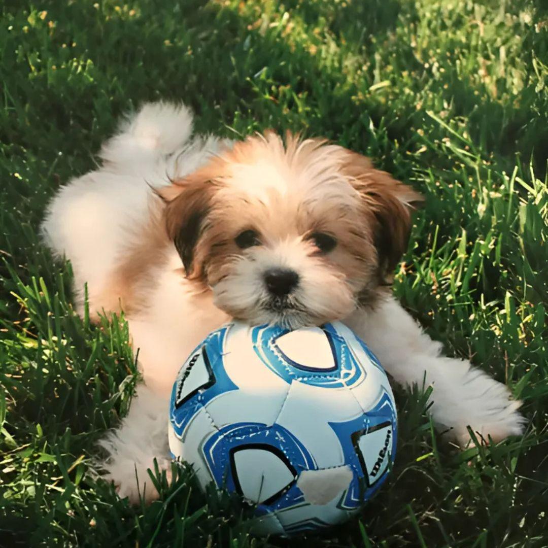 How to Stop a Dog from Chewing Everything: Causes, Training Tips ...