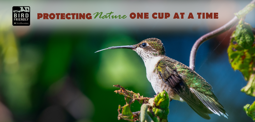 Java Planet Smithsonian Bird Friendly Coffee