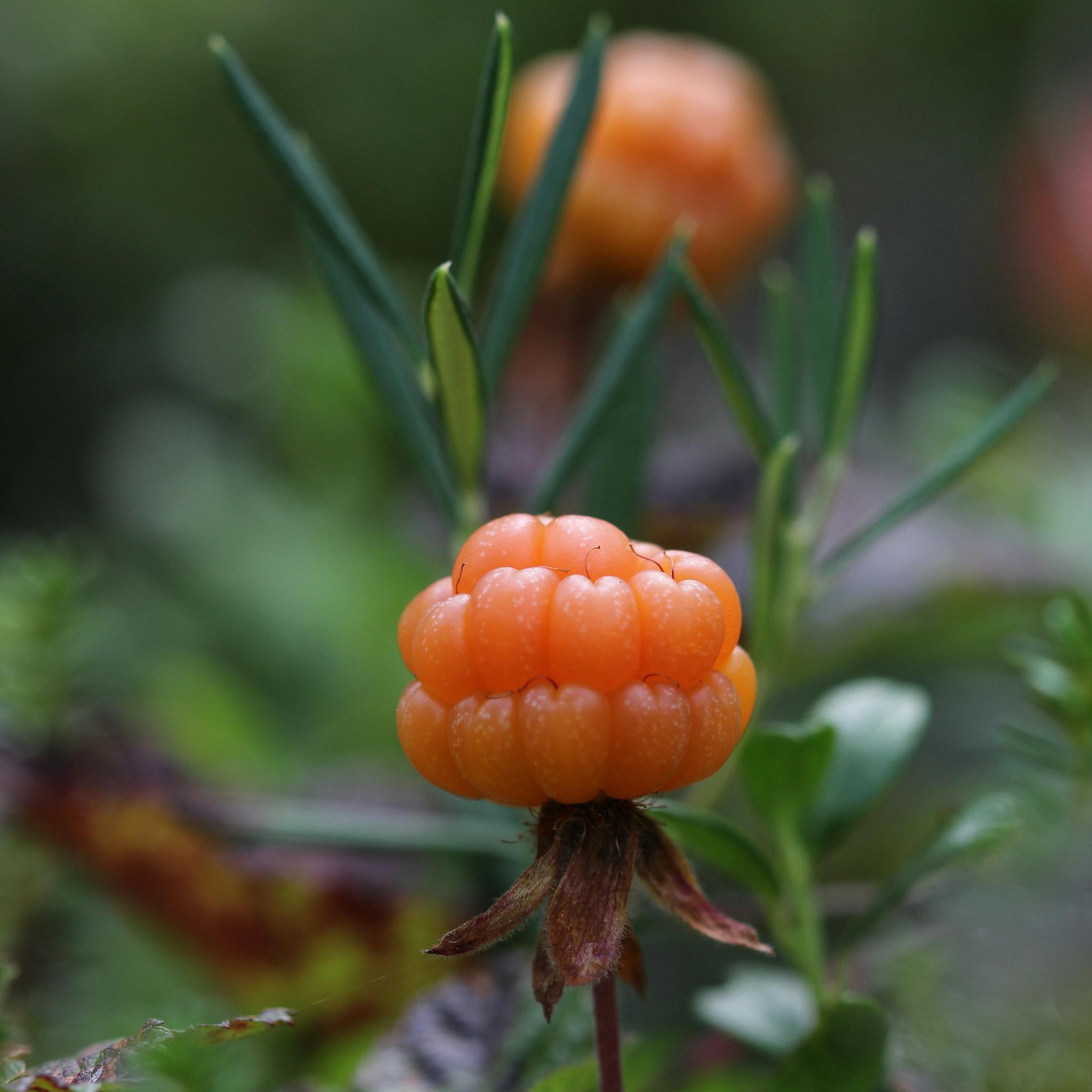 Unlocking the Potent Power of Cloudberry: 7 Reasons Why Mature Skin Cr ...