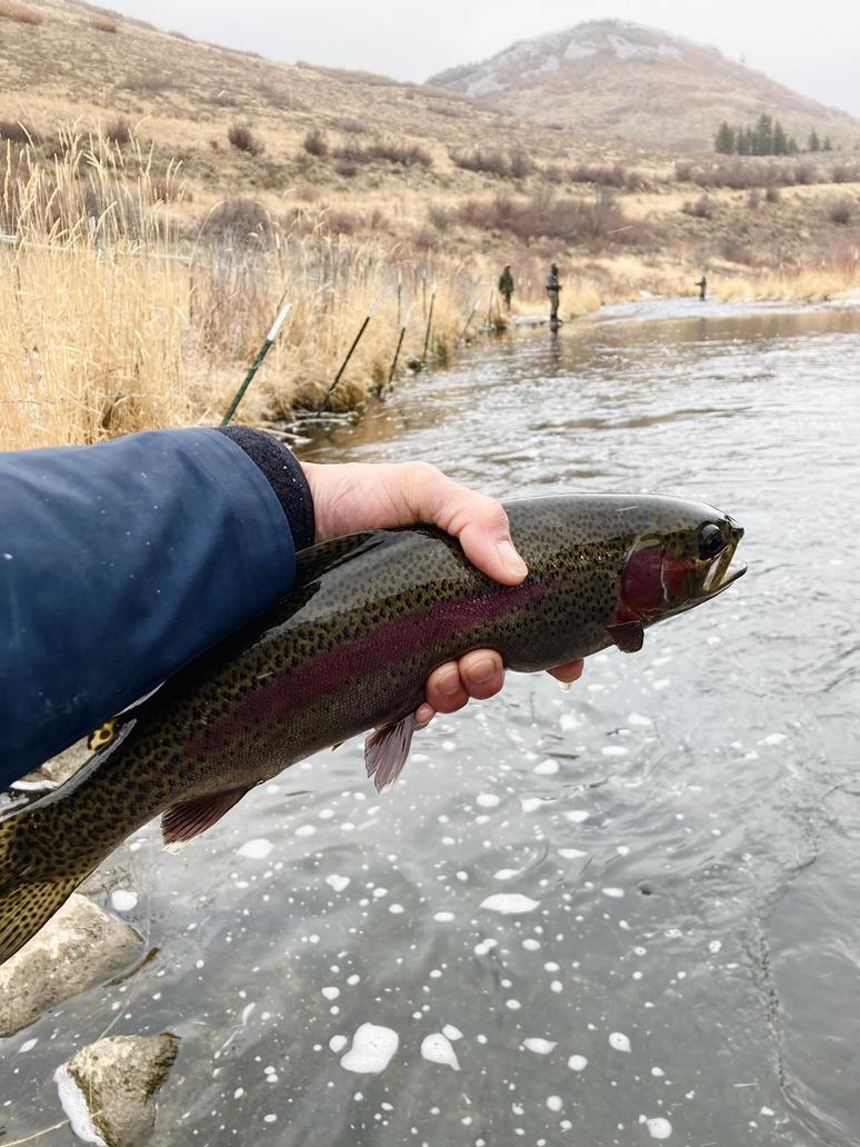Reading the River – Togens Fly Shop