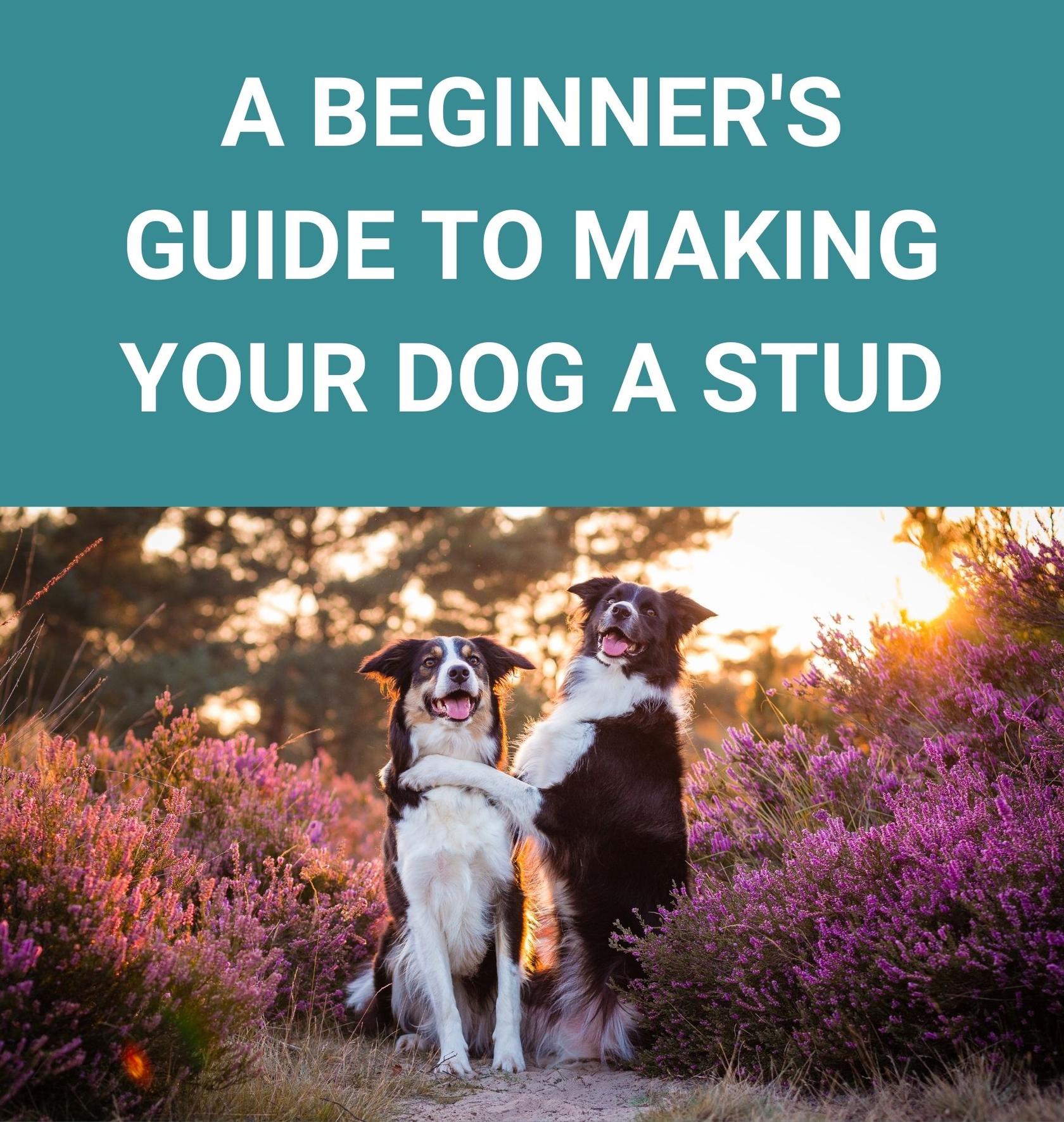 A Beginners Guide to Making Your Dog a Stud - Potty Buddy™
