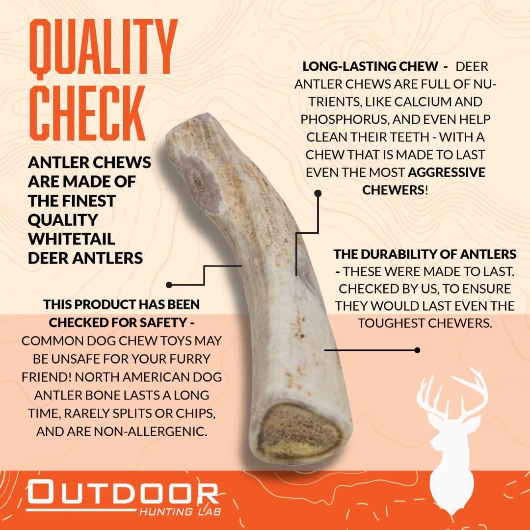 Outdoor Hunting Lab