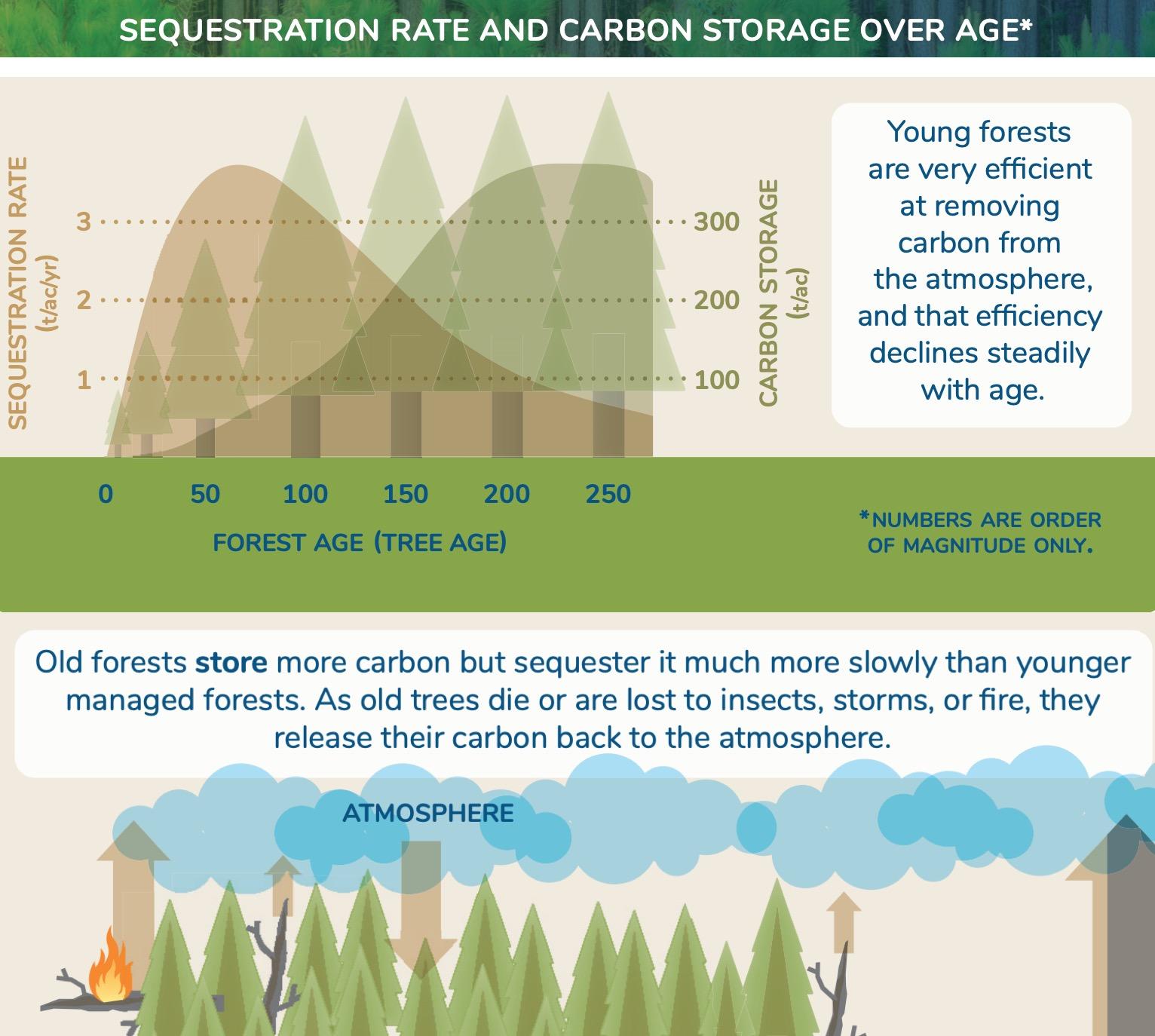 Eco-Friendly Wood Products: Crafting a Sustainable Story - Roots To Table