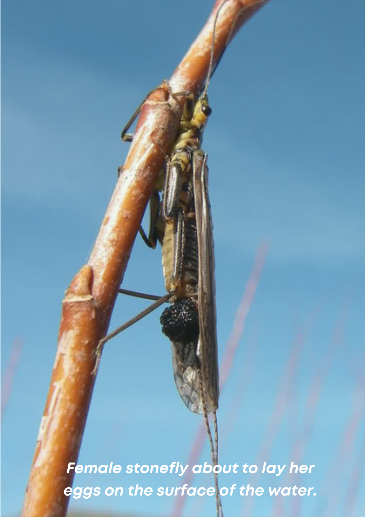 The Stonefly Blog by Togens Pro Staff, Cat Toy – Togens Fly Shop