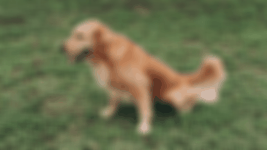 How to Potty Train Your Older Dog – Door Buddy