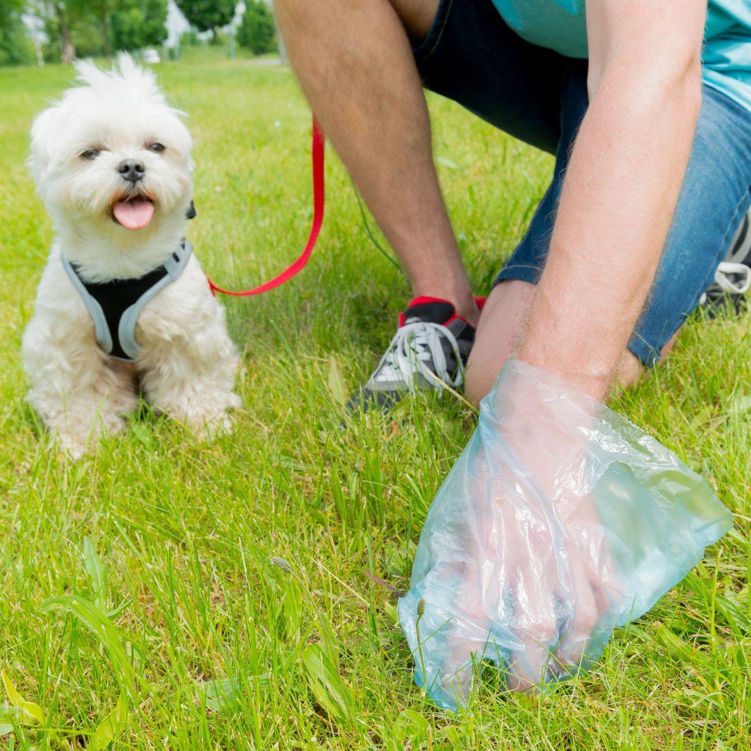 Why Dogs Eat Poop and How to Stop It - Potty Buddy™