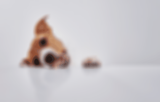 6 Ways to Make a Dog Proof Cat Feeder – Door Buddy