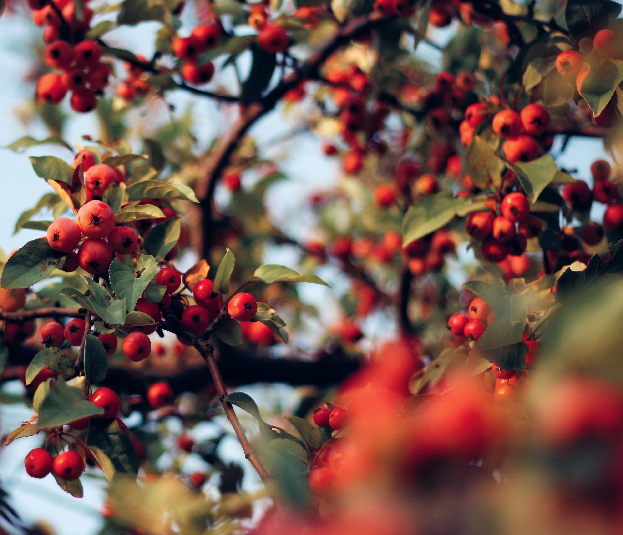 Rosehip: How this Natural Ingredient Can Transform Your Skin