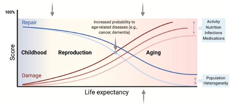 Your thymus is important for immunity
