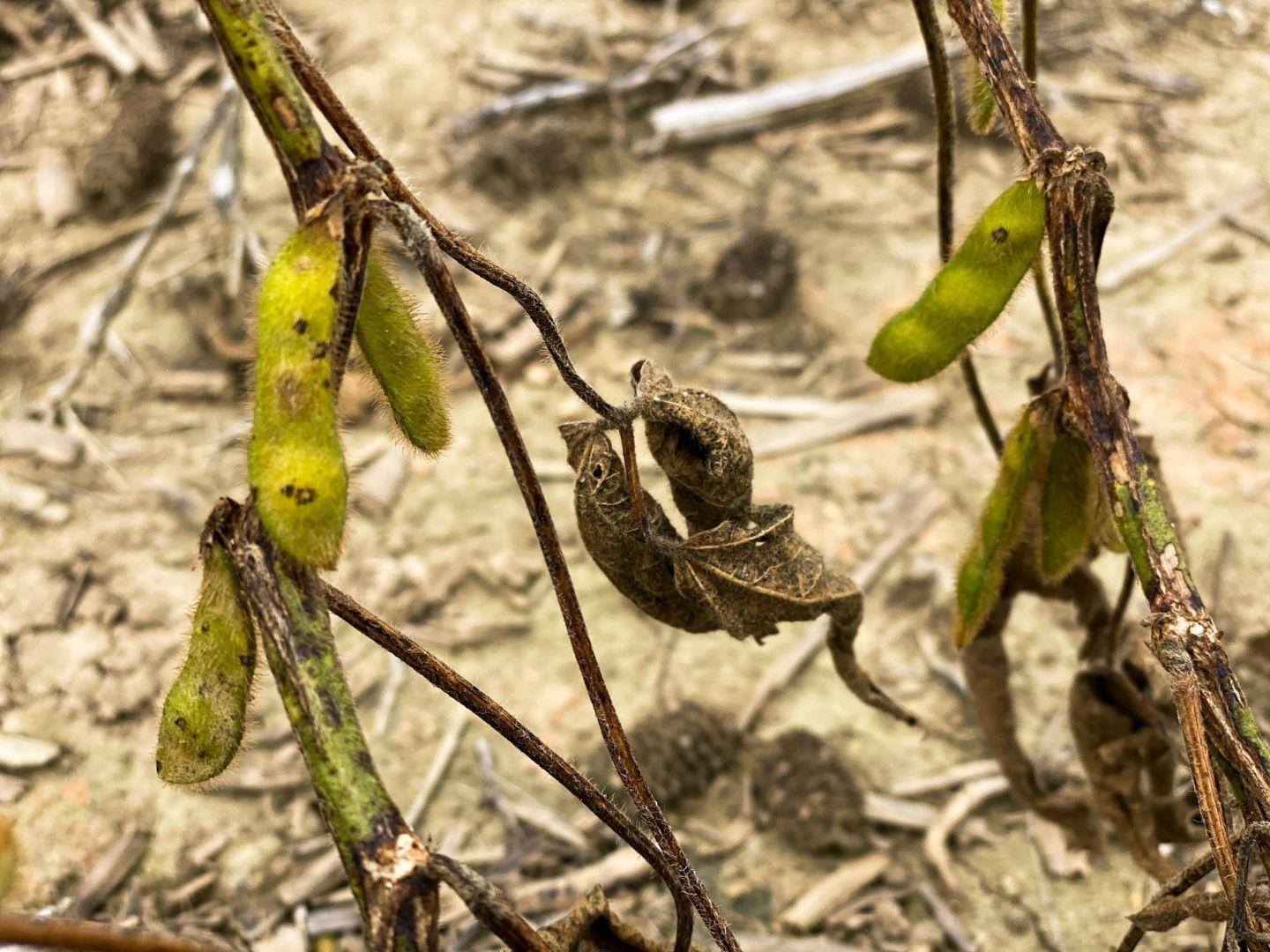 ViAGrow Powder & Granules – Natural Growth Institute